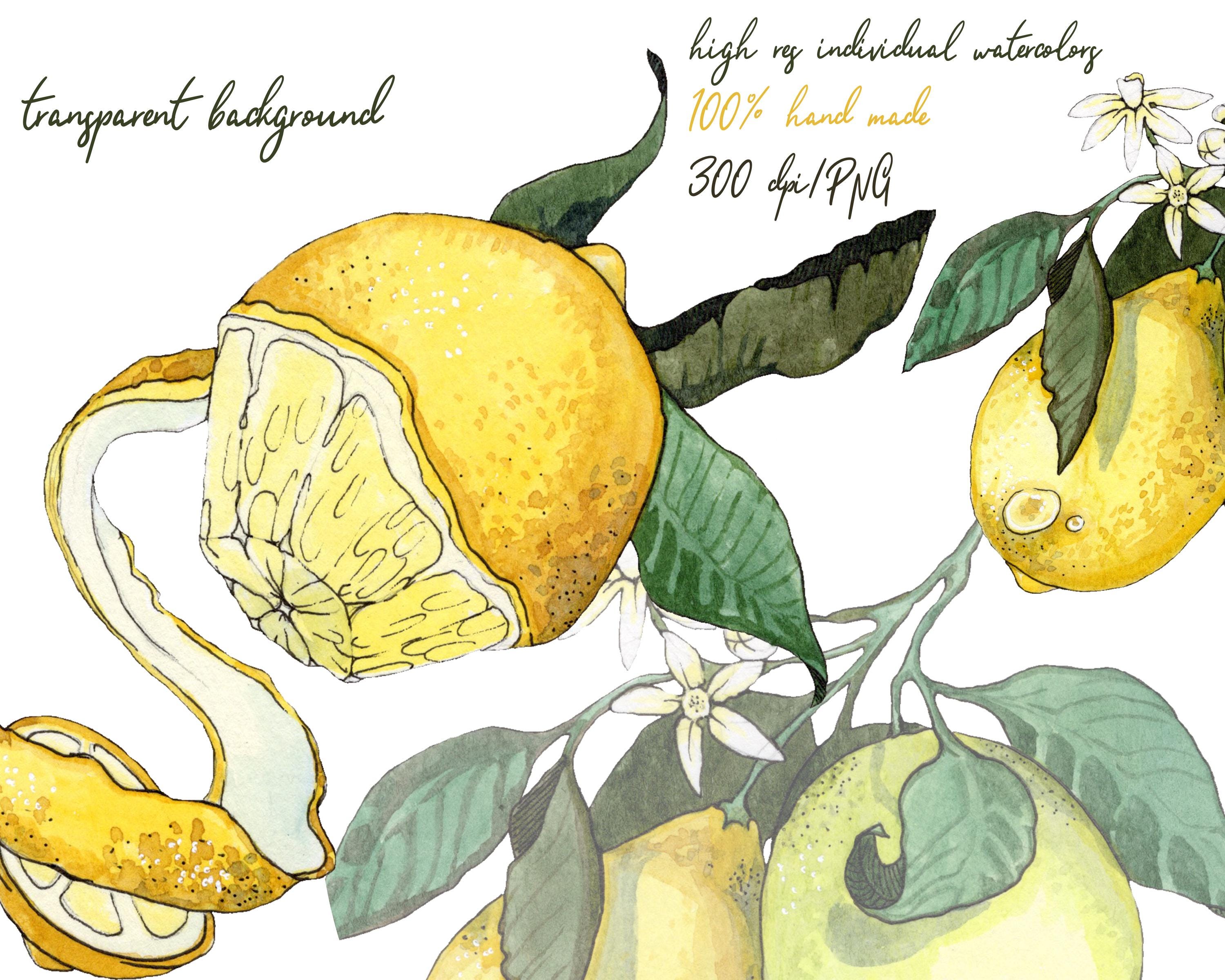 Watercolor Lemon Breakfast Digital Clipart, Summer Fruit Clipart ...
