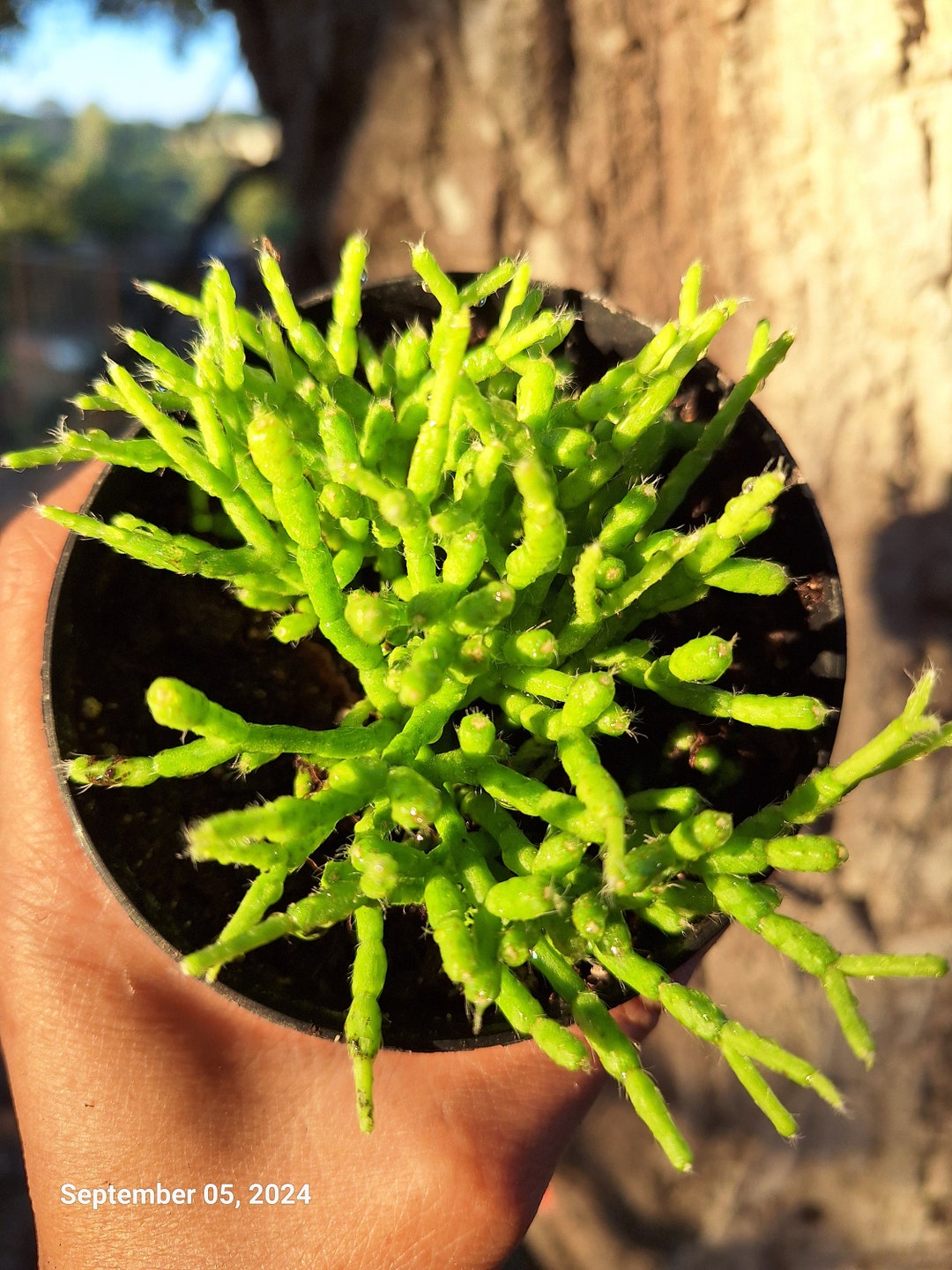 Rhipsalis Cereuscula coral Cactus Rice Cactus - Etsy