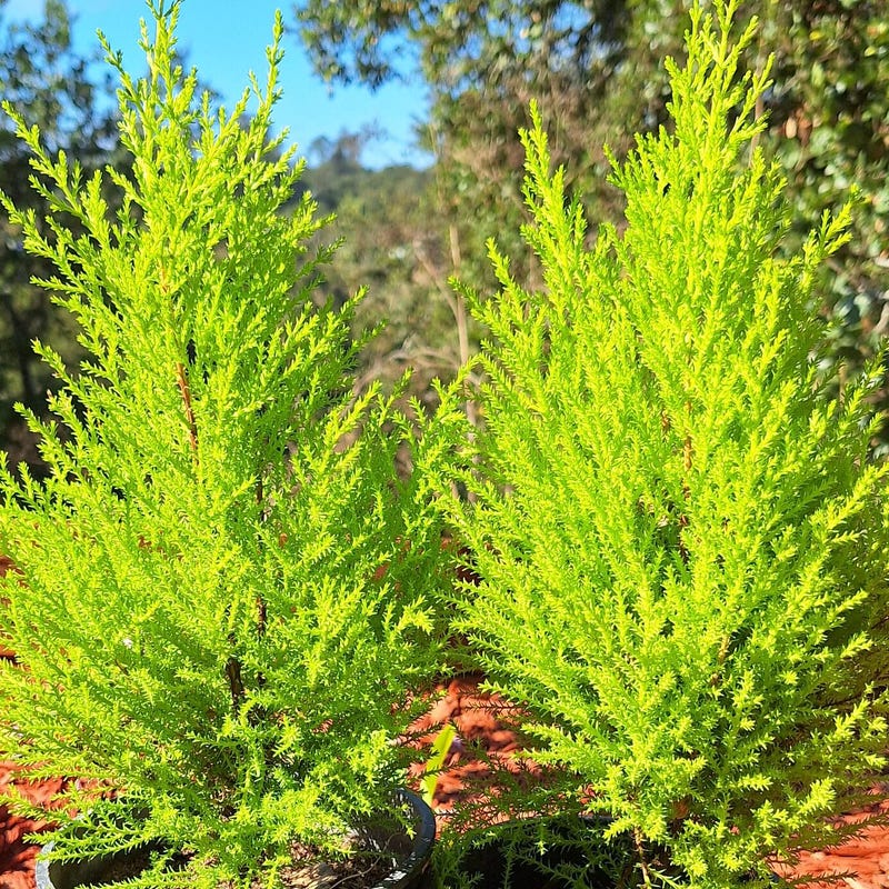 Dwarf Cypress - Etsy