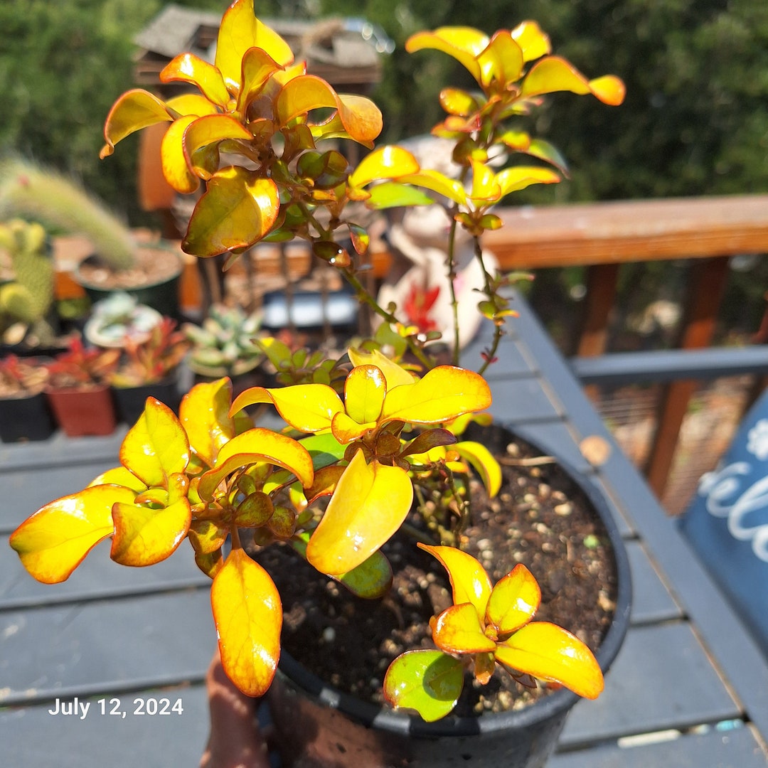 Rare Mirror Bush, Coprosma Mirror Plant, One and Five Gallon - Etsy