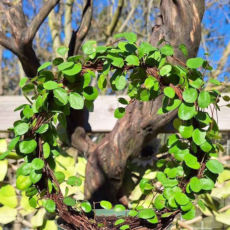 Angel Vine - Etsy