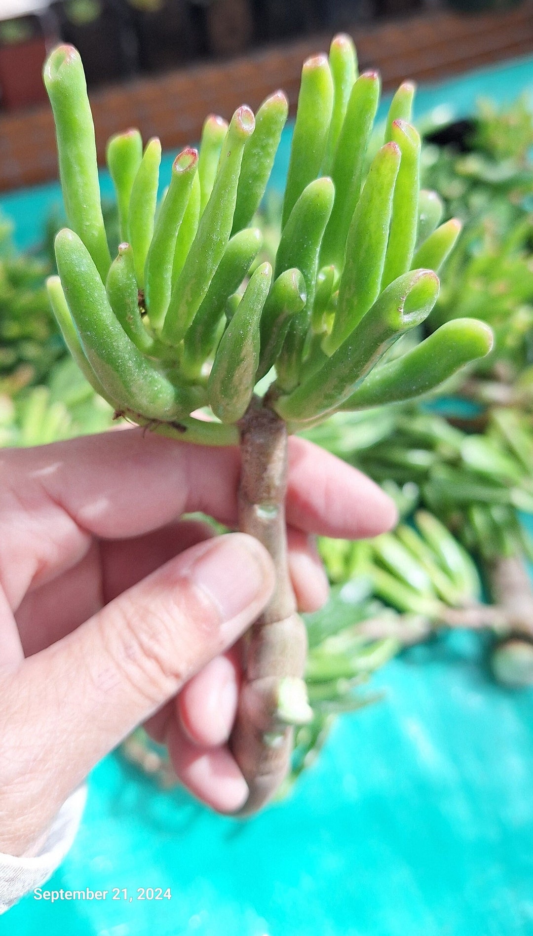 4 Cuttings Crassula Ovata gollum Jade Tree, Ogre Ears, Et's Fingers ...