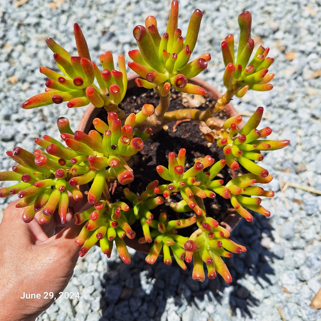 Crassula Ovata gollum Jade Tree, Ogre Ears, Et's Fingers, Shrek Ears - Etsy