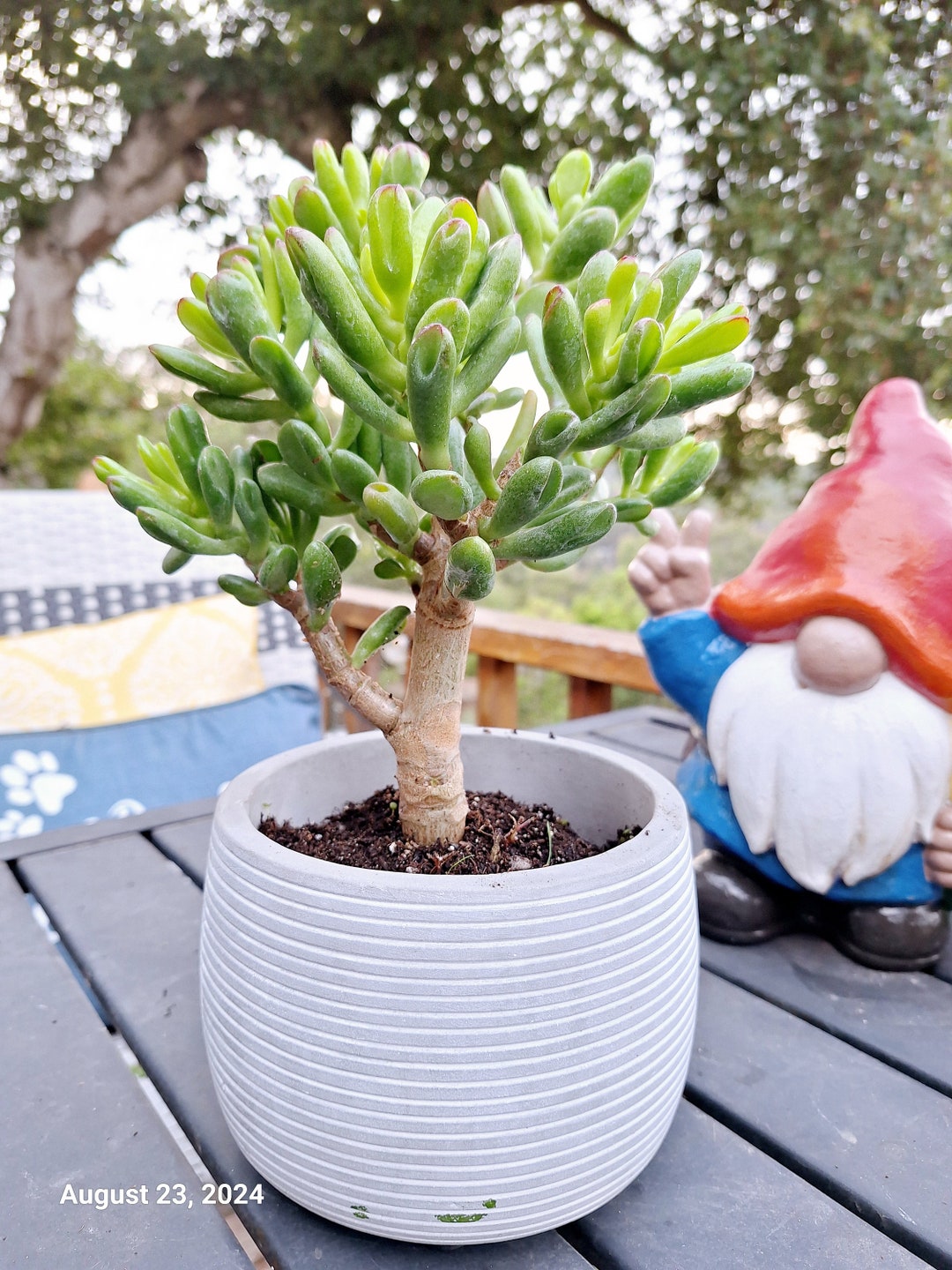 8 to 12 Crassula Ovata gollum Jade Tree, Ogre Ears, Et's Fingers, Shrek ...