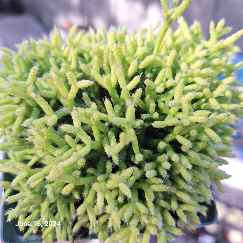 4 Rhipsalis Cereuscula Coral Cactus - Etsy