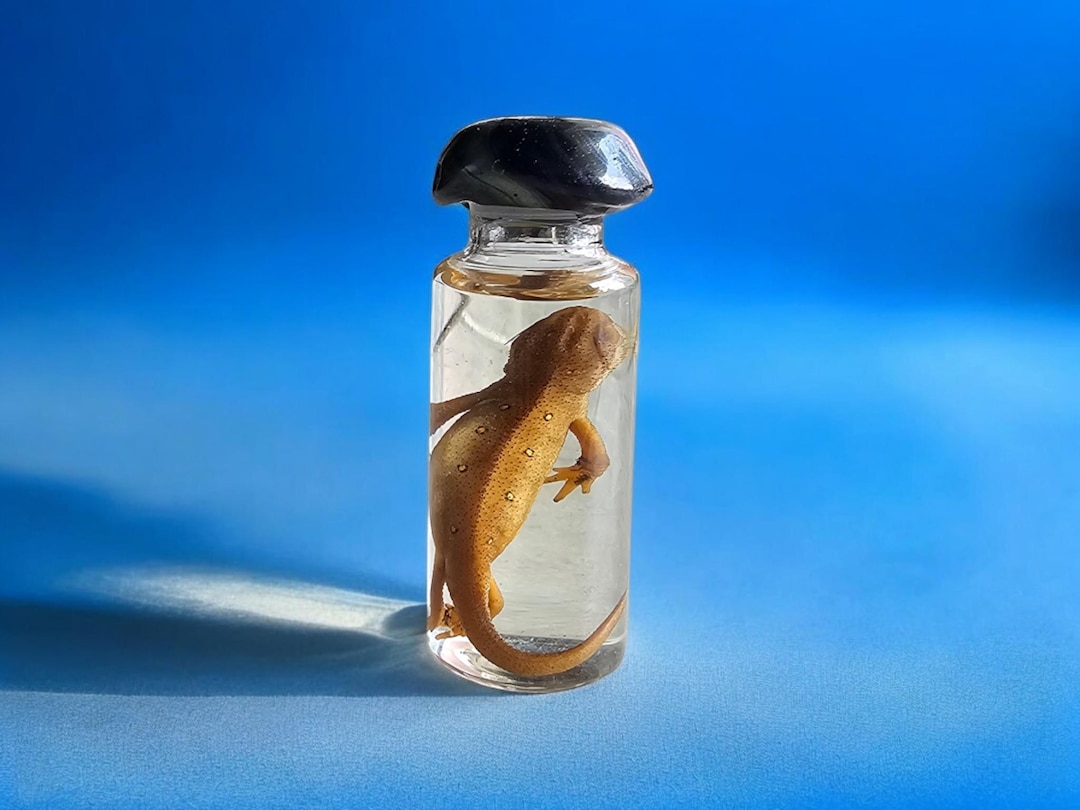 Small Wet Specimen Snake Newt Mouse Tail Centipede - Etsy