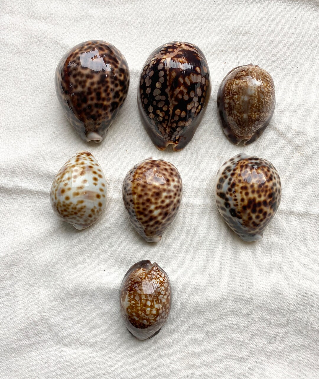 Collection of 7 Large Cowrie Shells 3.52.5 - Etsy