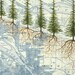 Portland Roots Greeting Card, Portland Map and Trees Illustration Card ...