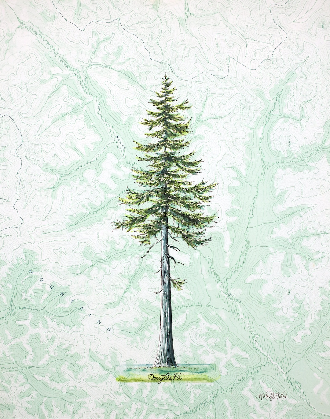 Douglas Fir Art, Douglas-fir Tree Art Painting Print, Pine Tree ...
