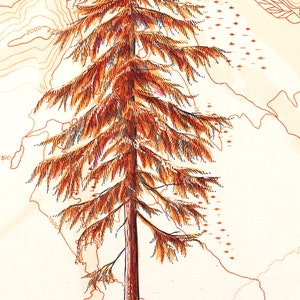 Western Hemlock Art, Hemlock Pine Tree Art Painting Print, Pine Tree ...