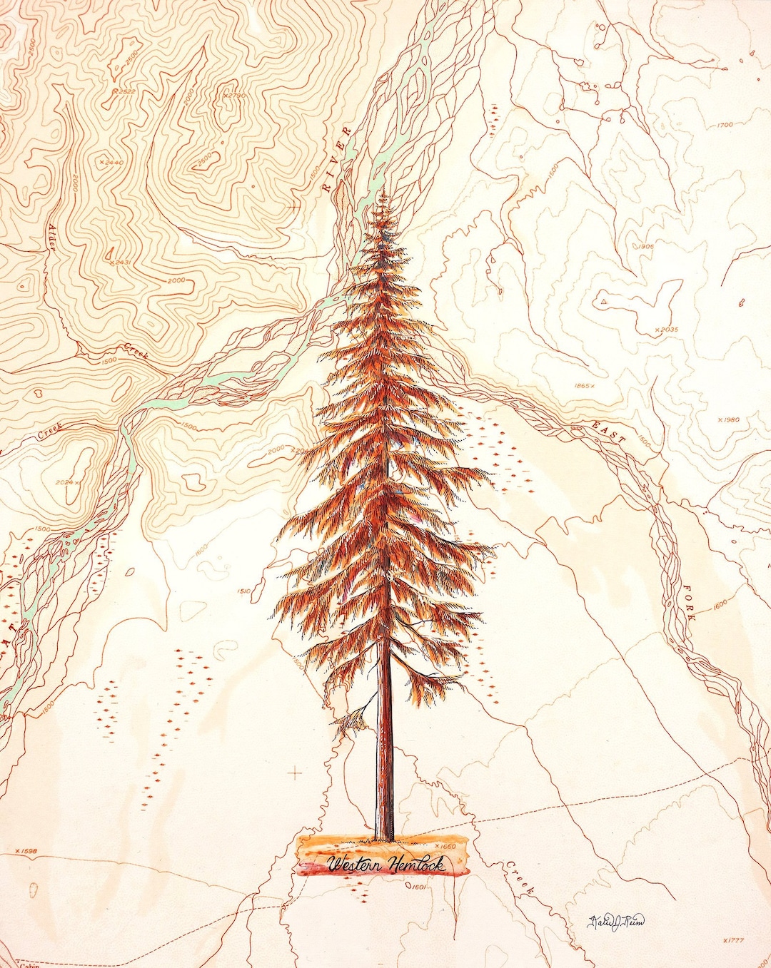 Western Hemlock Art, Hemlock Pine Tree Art Painting Print, Pine Tree ...