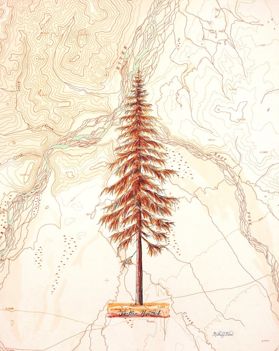 Western Hemlock Tree Drawing