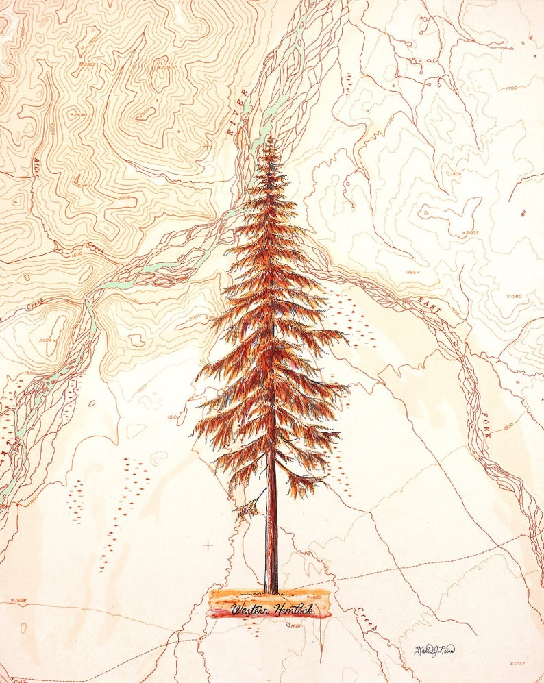 Western Hemlock Art Hemlock Pine Tree Art Painting Print - Etsy