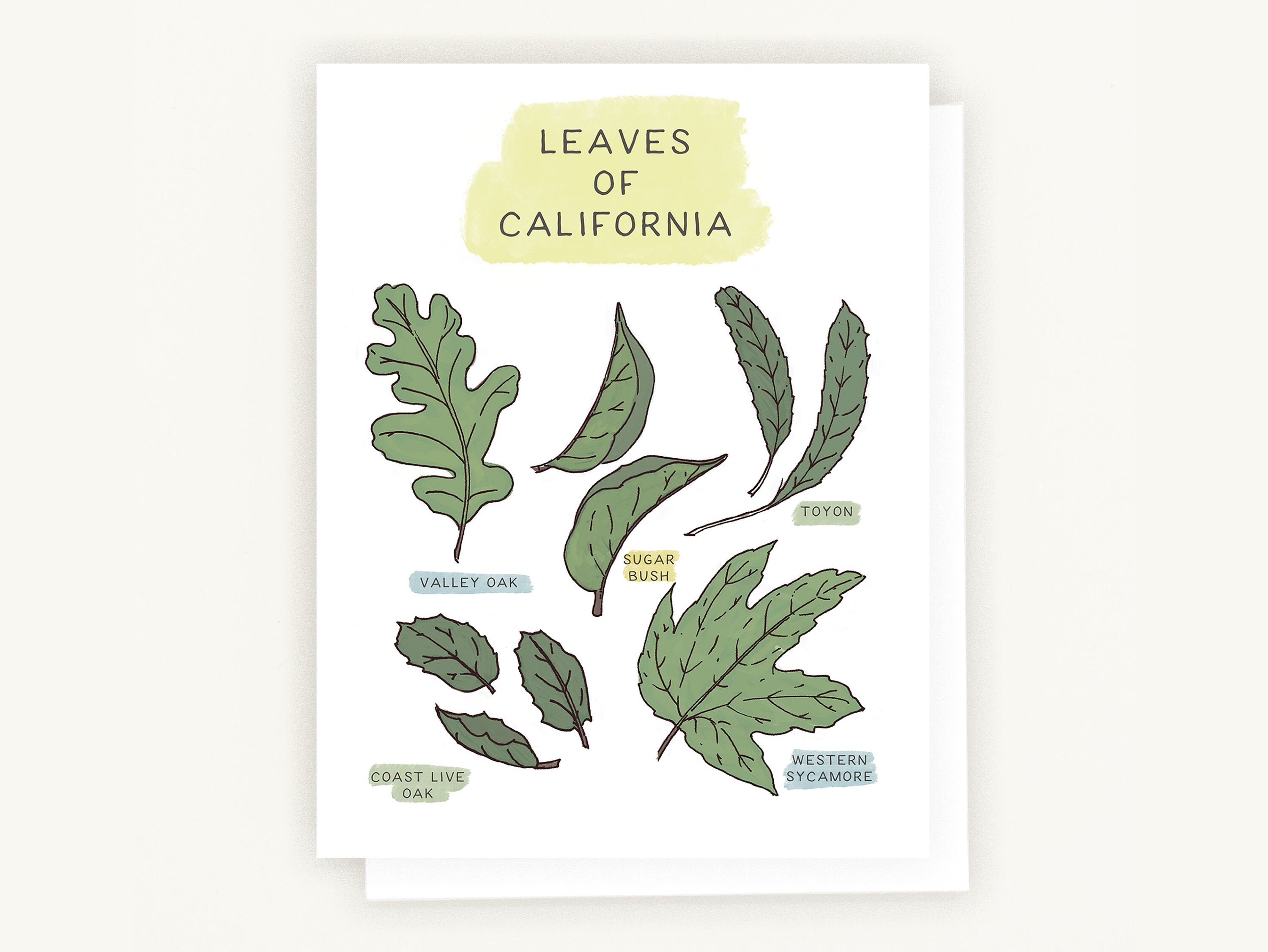 Set of 8 Cards, Leaves of California, Blank Inside - Etsy