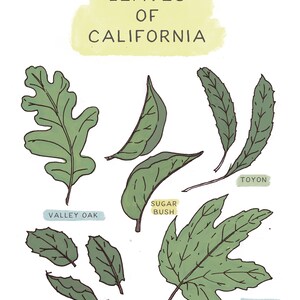Set of 8 Cards Leaves of California California Native - Etsy