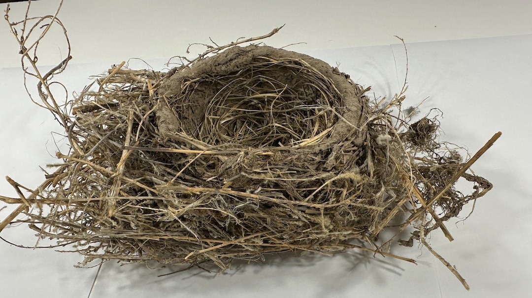Real Birds Nest - Natural and Authentic Found on the Ground in Southern ...
