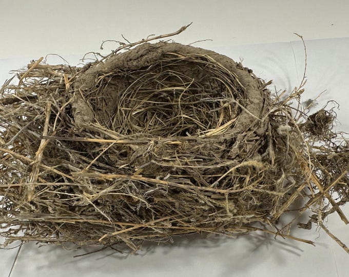 Real Birds Nest - Natural and Authentic Found on the Ground in Southern ...