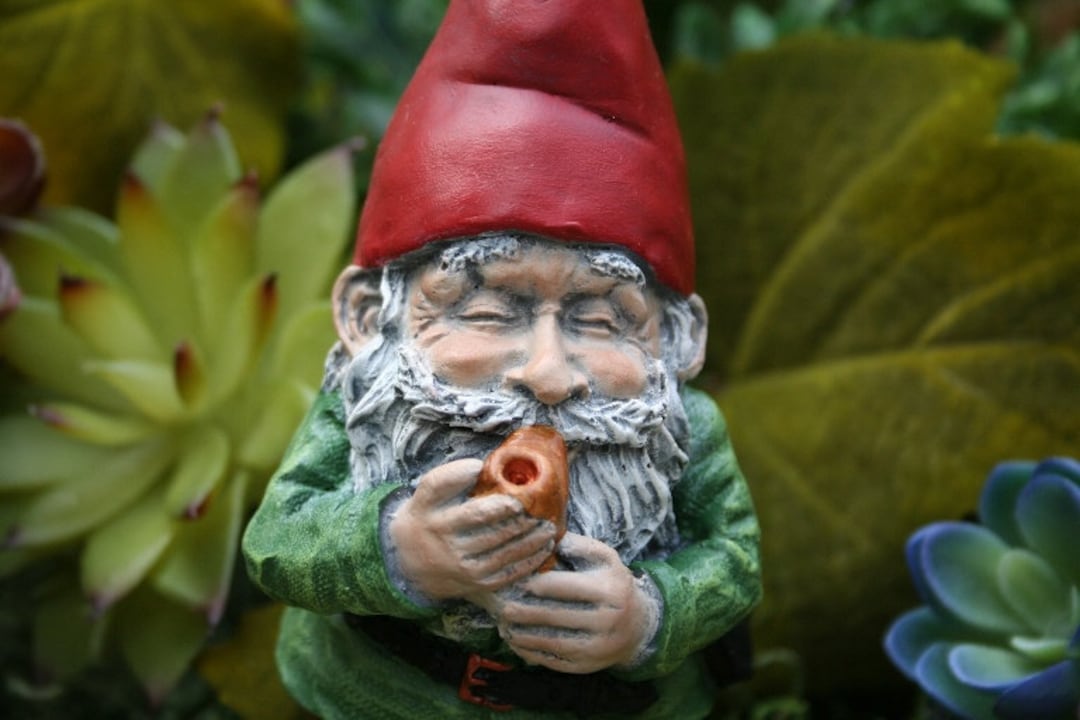 Garden Gnome Pipe Smoking Yard Gnome With Gnome Grown Leaf Sign Solid ...