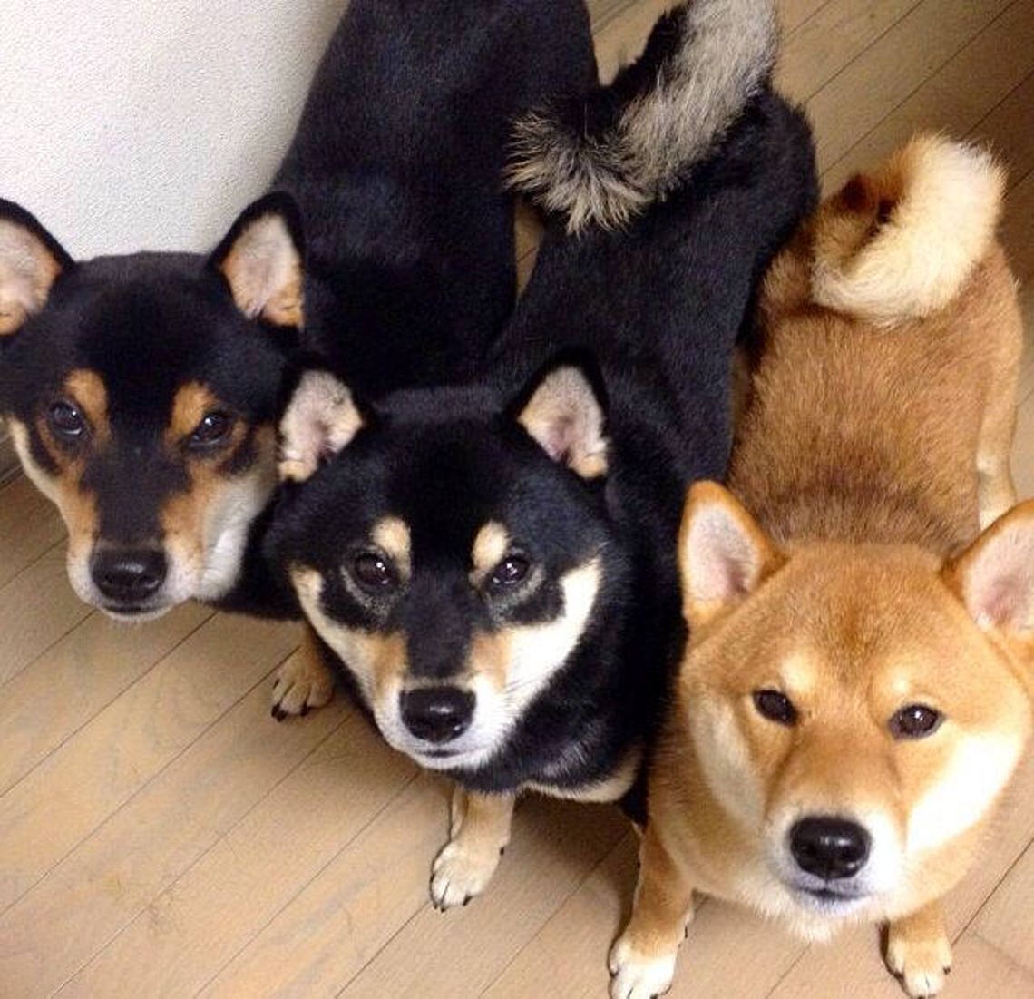 Shiba Inu Angel Dog Statue Shiba-inu Dog Memorial Concrete - Etsy