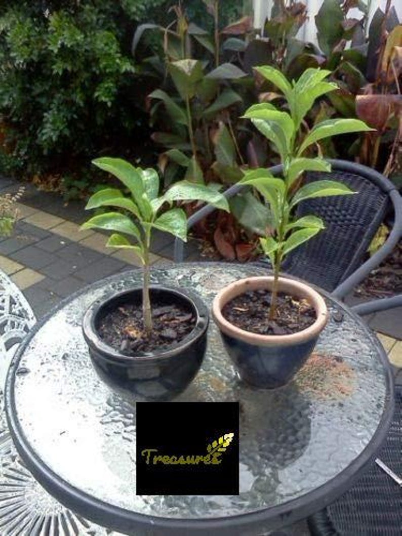 Adansonia Digitata AFRICAN BAOBAB 10 Seeds - Tree of Life - Great for ...