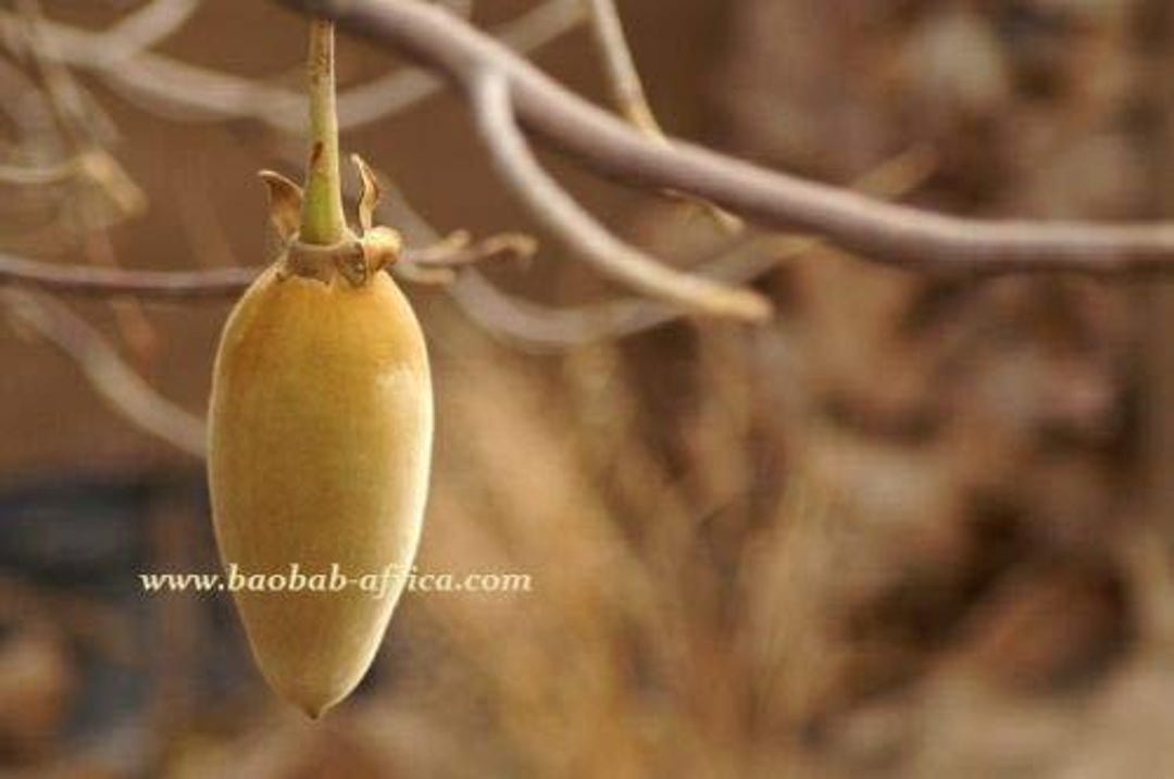 Adansonia Digitata AFRICAN BAOBAB 10 Seeds - Tree of Life - Great for ...