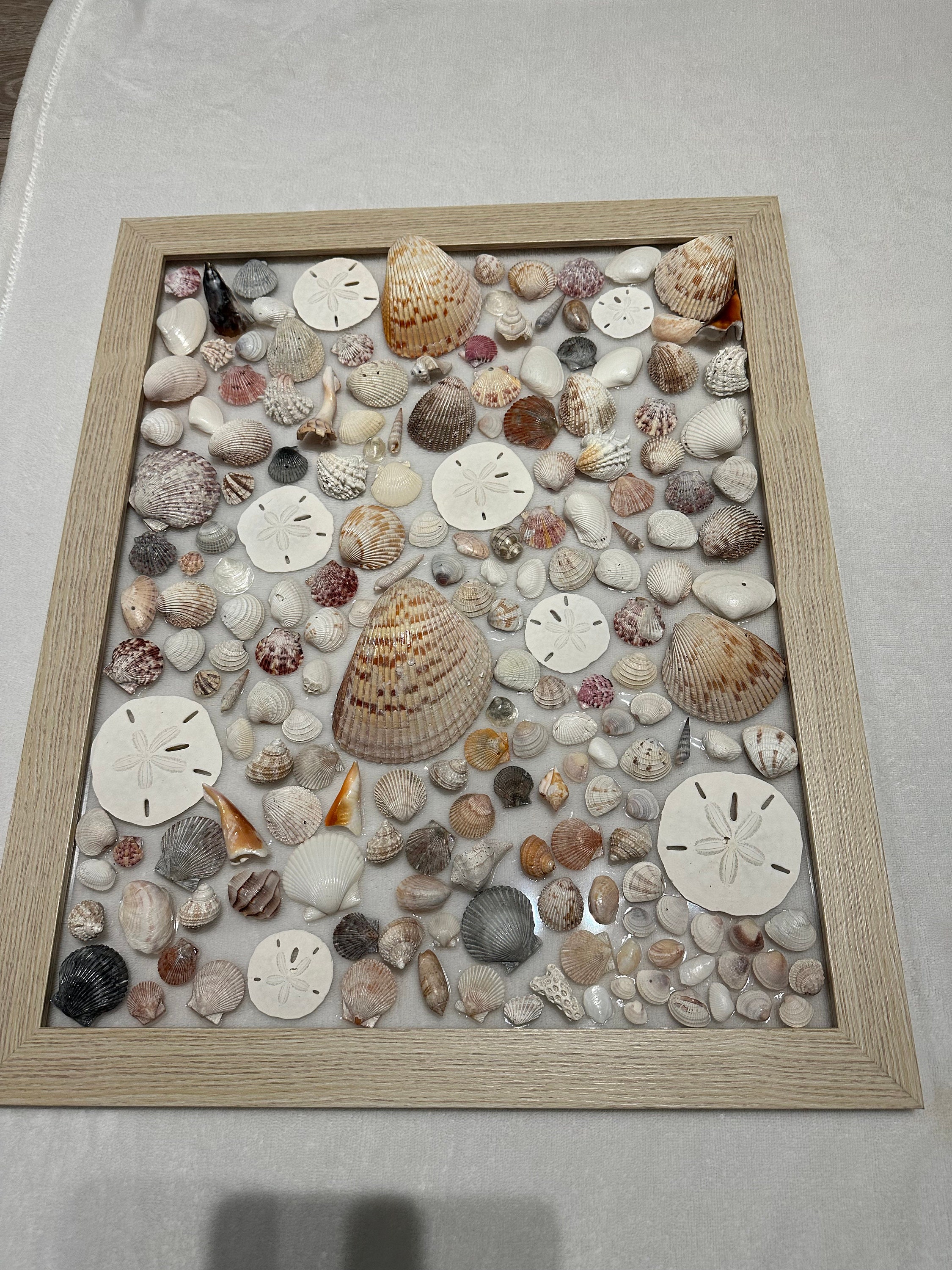 Local Shell Frames Etsy