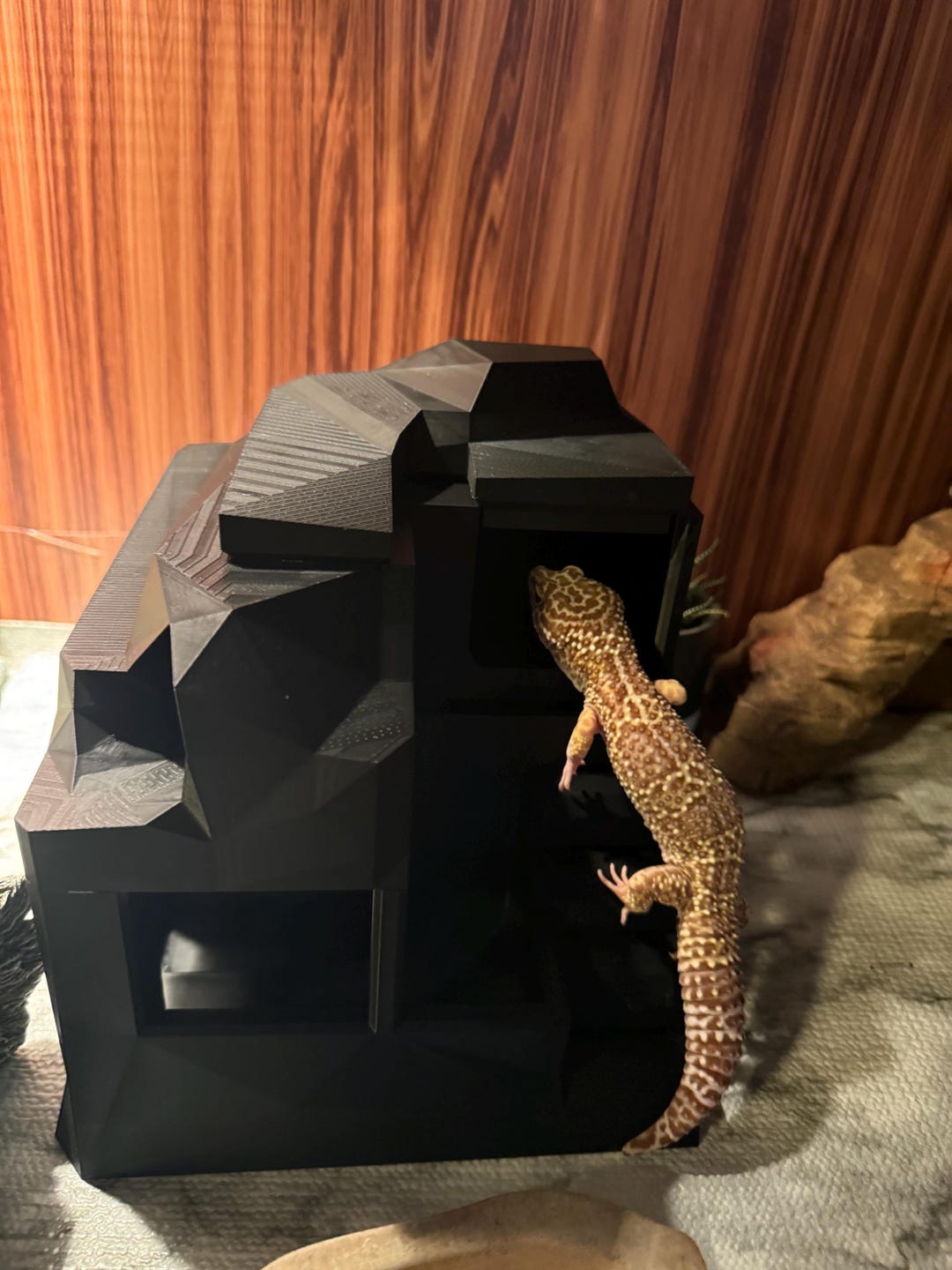 Gecko Hide With Built-in Water Dish (3D Printed) - Etsy