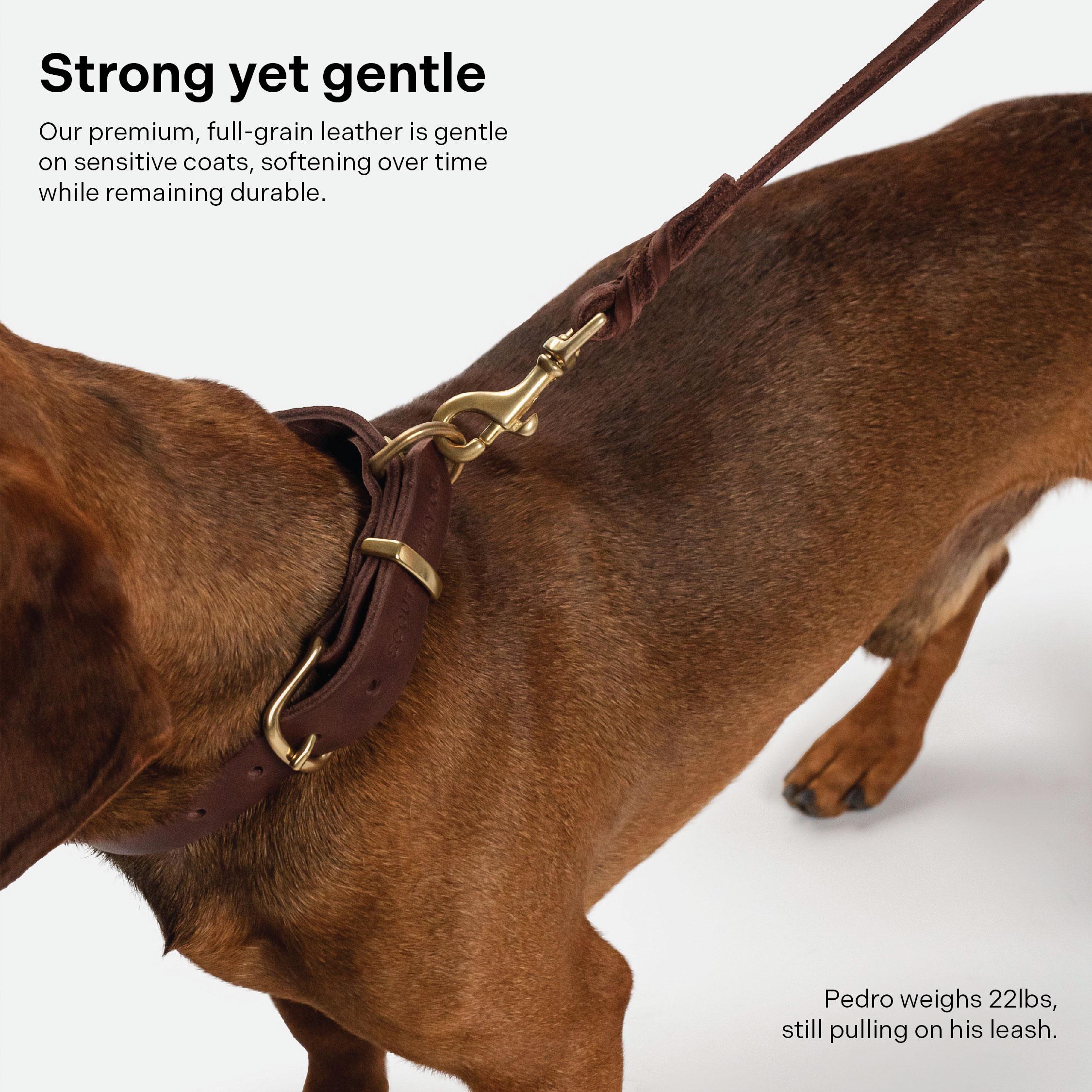 Scout Supply Classic Leather Dog Leash | Strong Heavy Duty Premium ...