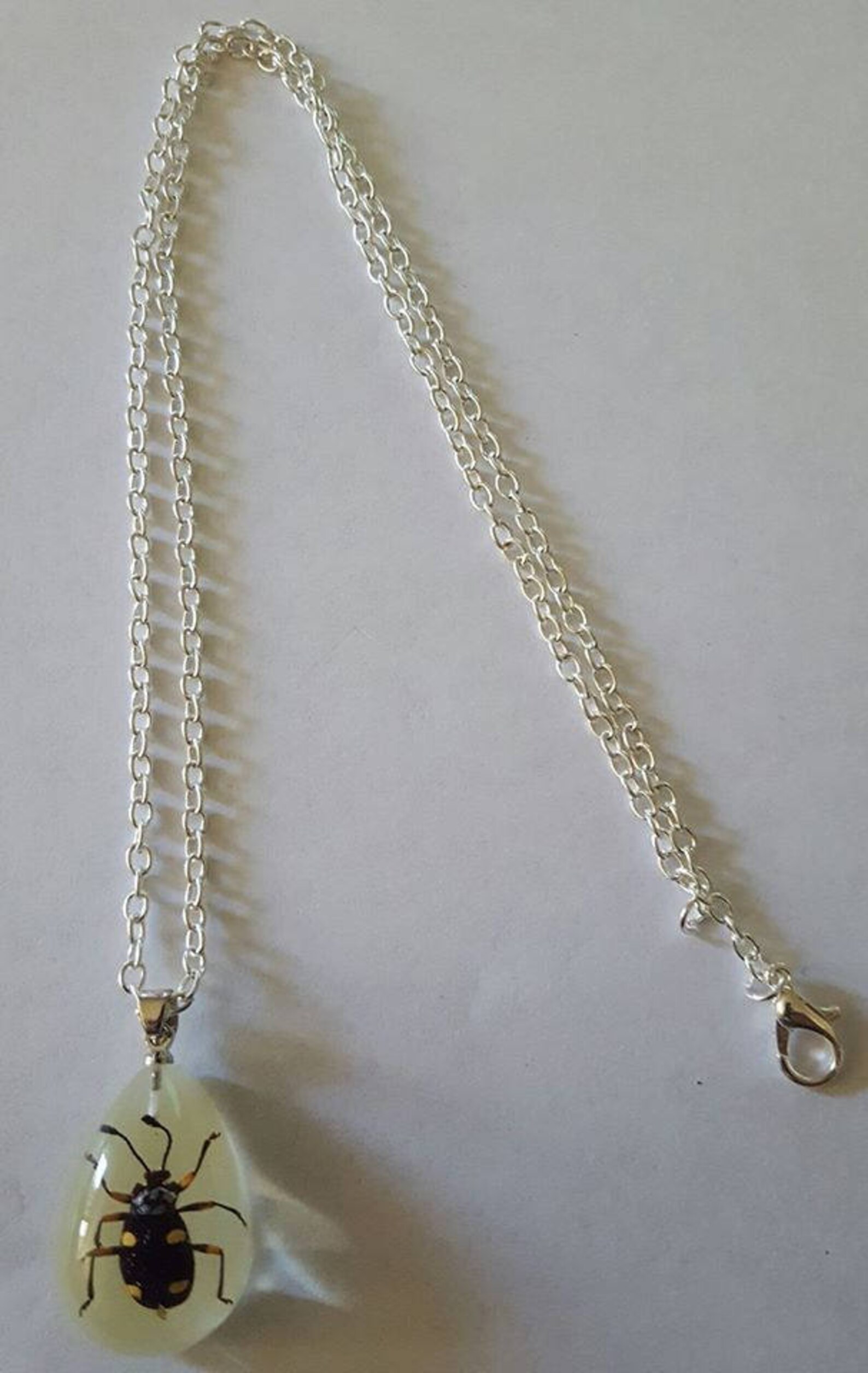 Beetle Beetle Necklace Insect Insect Necklace Oddity Real - Etsy