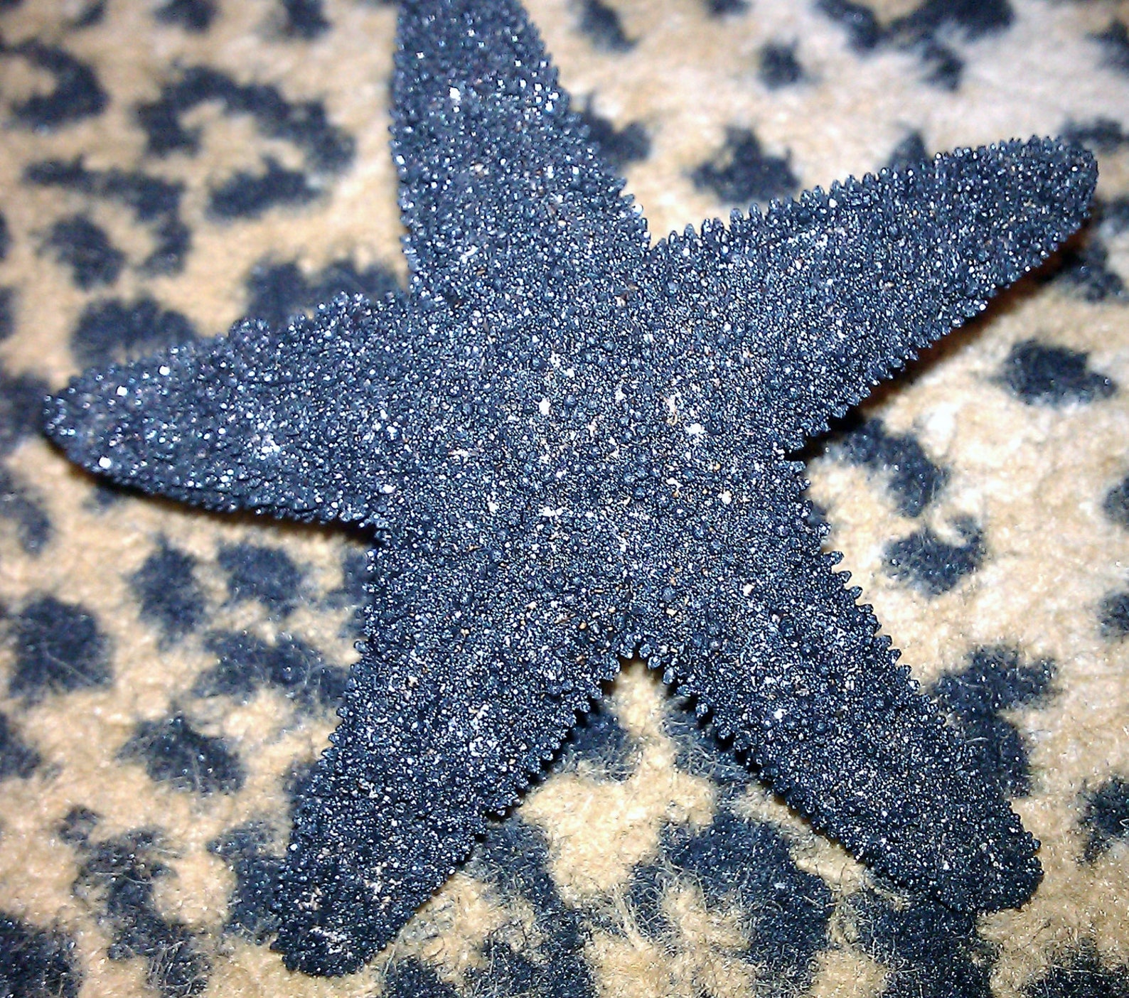 Starfish Black Black Starfish Mermaid Star Halloween - Etsy