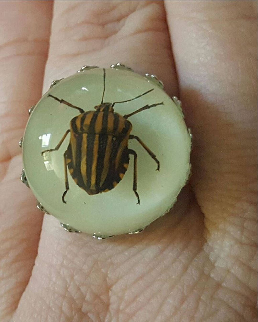 Beetle, Beetle Ring, Taxidermy, Taxidermy Ring, Oddities, Bug, Bug Ring ...