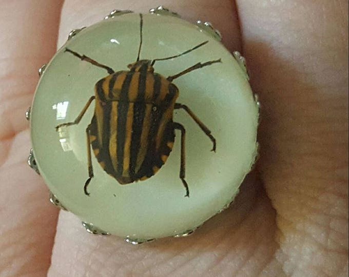 Beetle Beetle Ring Taxidermy Taxidermy Ring Oddities Bug - Etsy