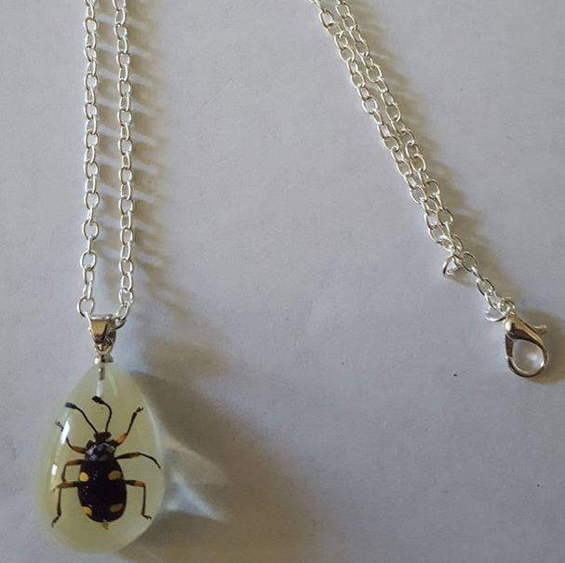 Beetle Beetle Necklace Insect Insect Necklace Oddity Real - Etsy