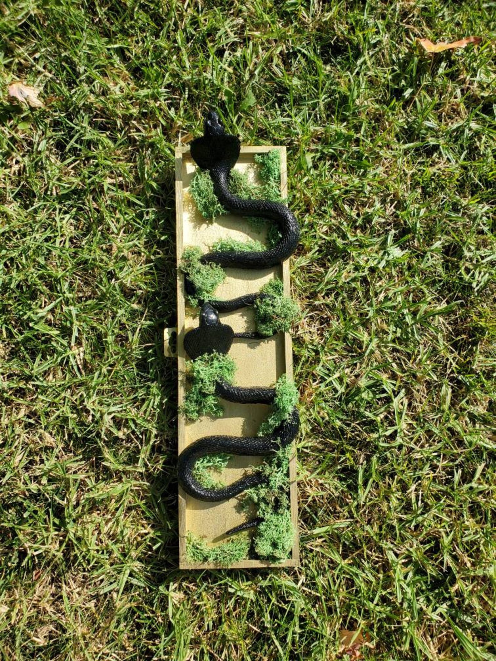 Snake Taxidermy, Faux Taxidermy, Snake, Snake Art, Snake Wall Art ...