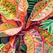 Tropical Croton, Croton Print, Croton Painting, Colorful Crotons ...