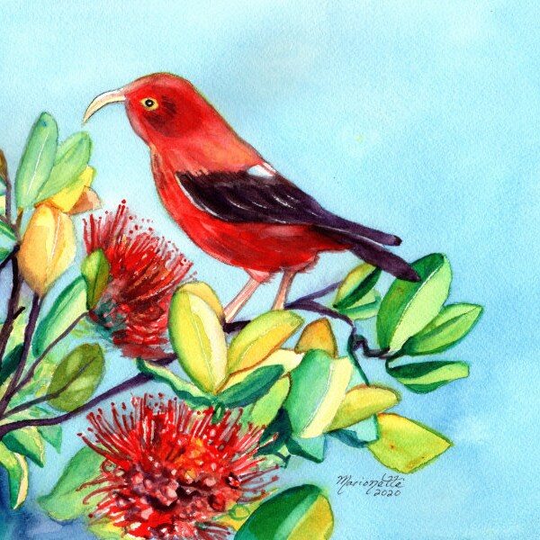 I'iwi Honeycreeper - Etsy