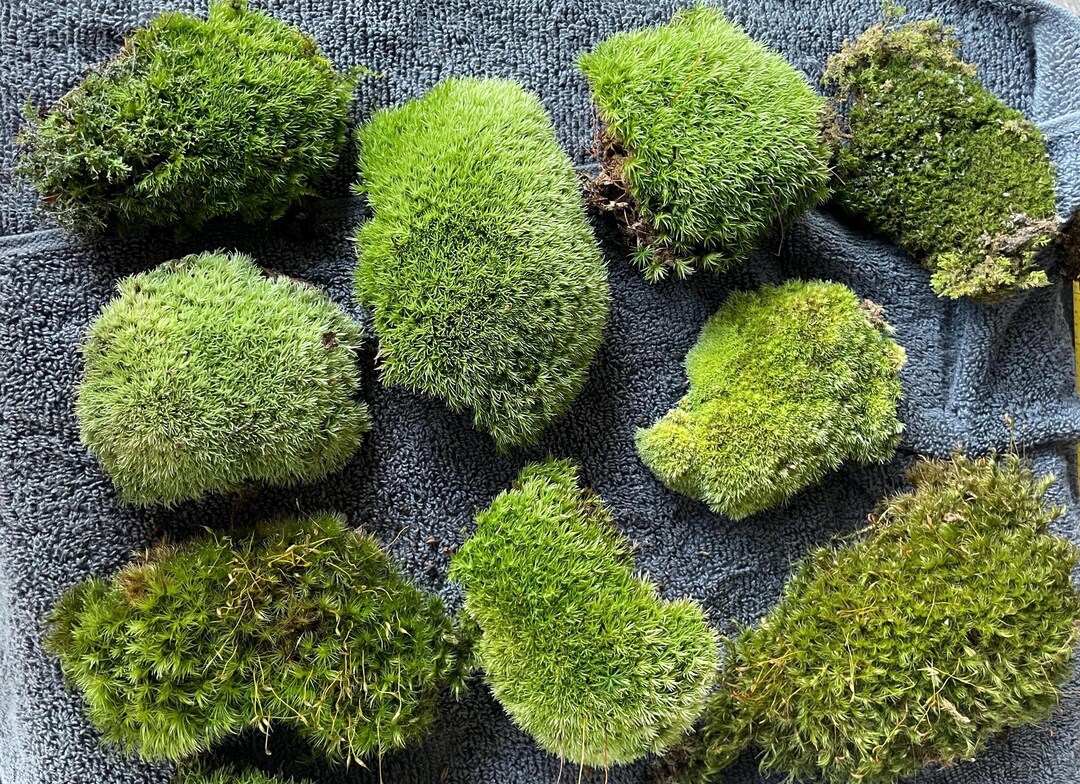 Appalachian Variety Moss Grab Bag: Terrarium, Vivarium, Fairy Garden - Etsy