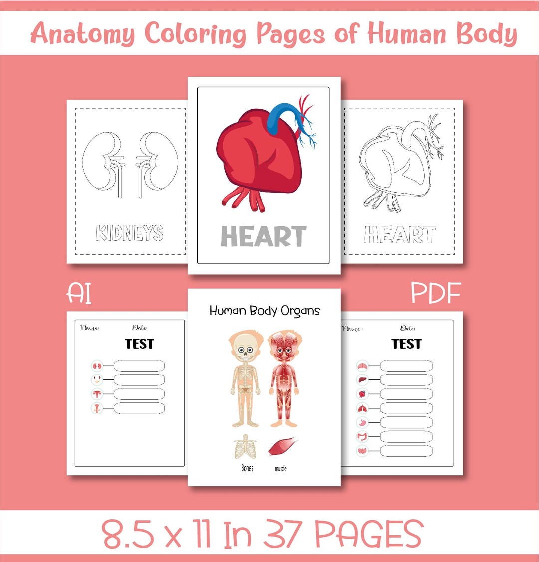 Human Body Anatomy Coloring Pages Educational & Fun Learning Resource ...