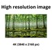 Scenic Swamp TV Background Frame Relaxing Wall Art Decor Swamp TV Frame ...
