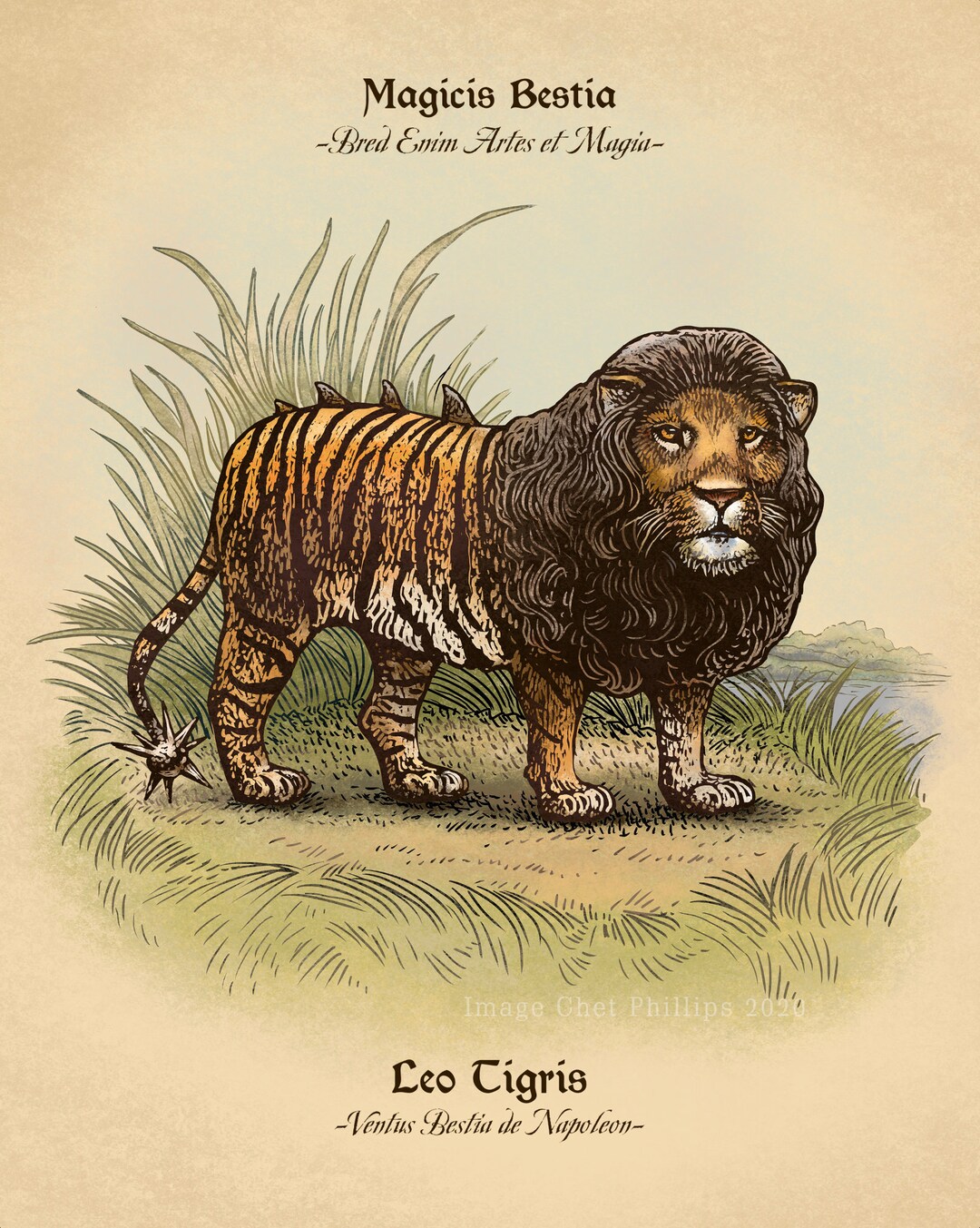 Liger Study- Unnatural History Series 8" X 10" Print - Etsy