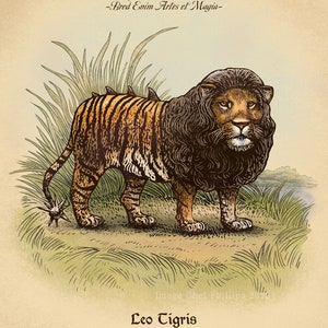 Liger Study- Unnatural History Series 8" X 10" Print - Etsy