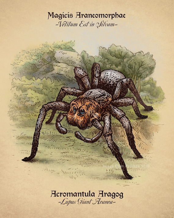 Aragog Study-unnatural History Series 8 X 10 Print | Etsy