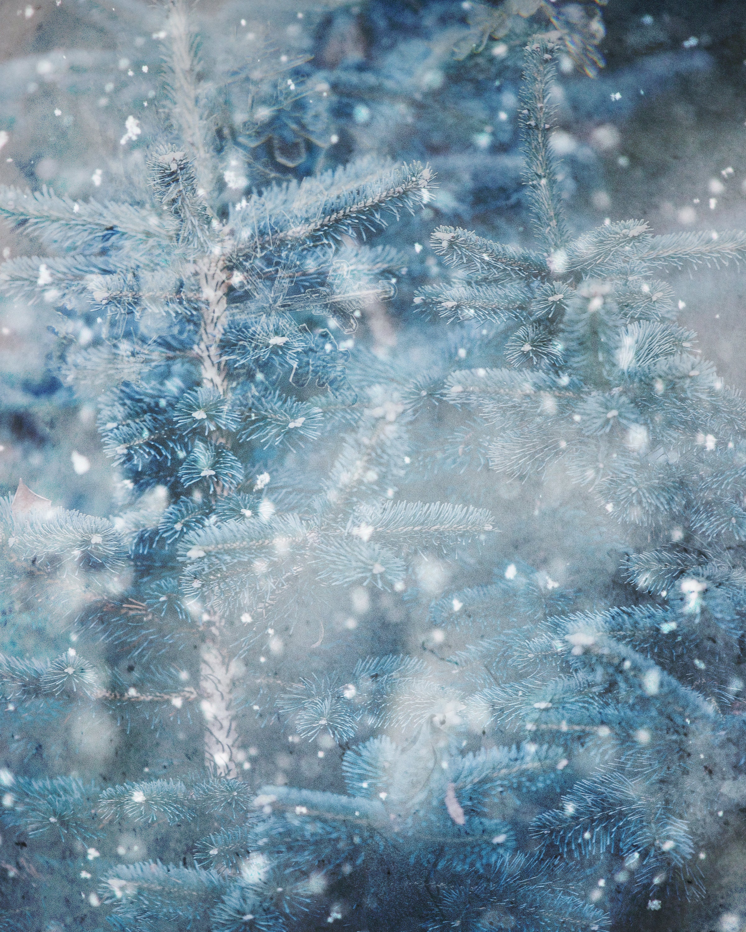 Holiday Flurry Collection TWO Winter Digital Backgrounds - Etsy UK