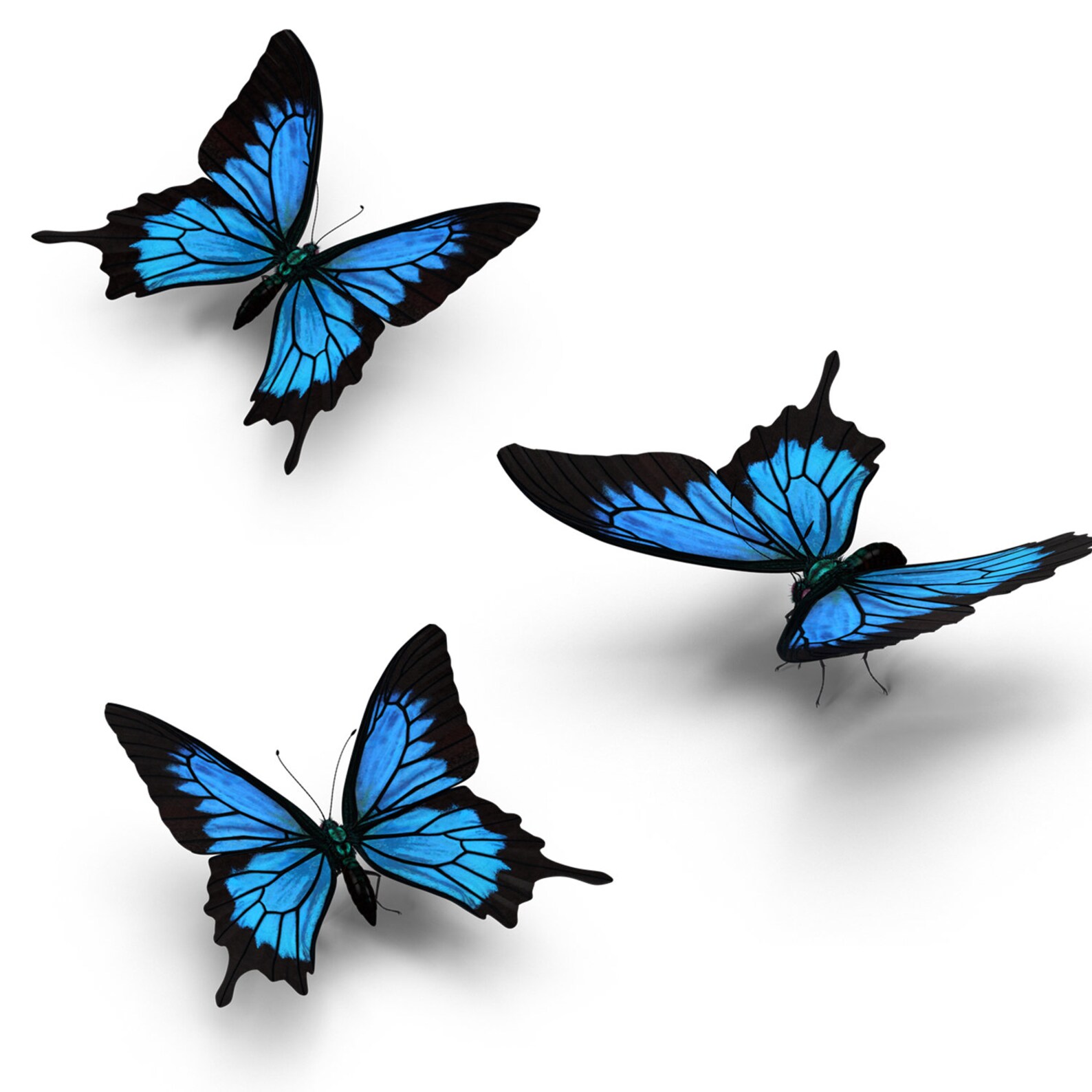 Realistic Butterfly Photoshop Overlays The Mariposa | Etsy