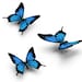 Realistic Butterfly Photoshop Overlays, the Mariposa Collection, High ...