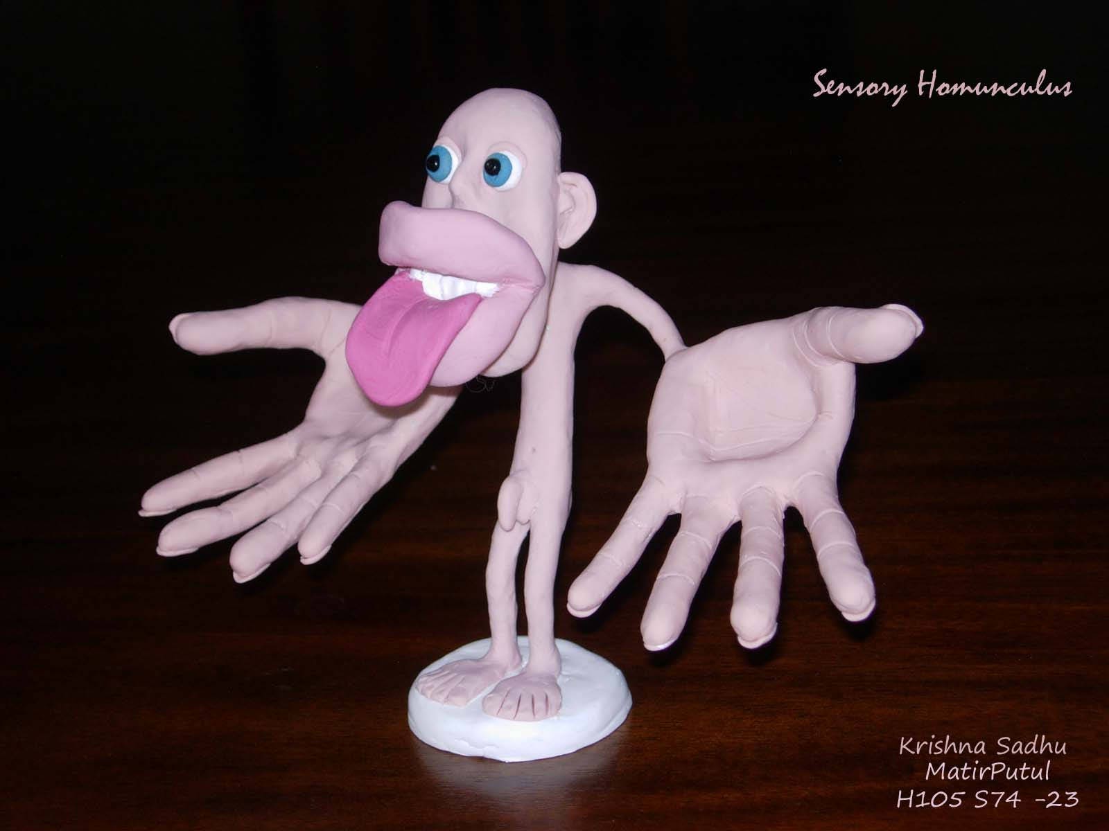 Sensory Homunculus model 6 Tall made to order | Etsy