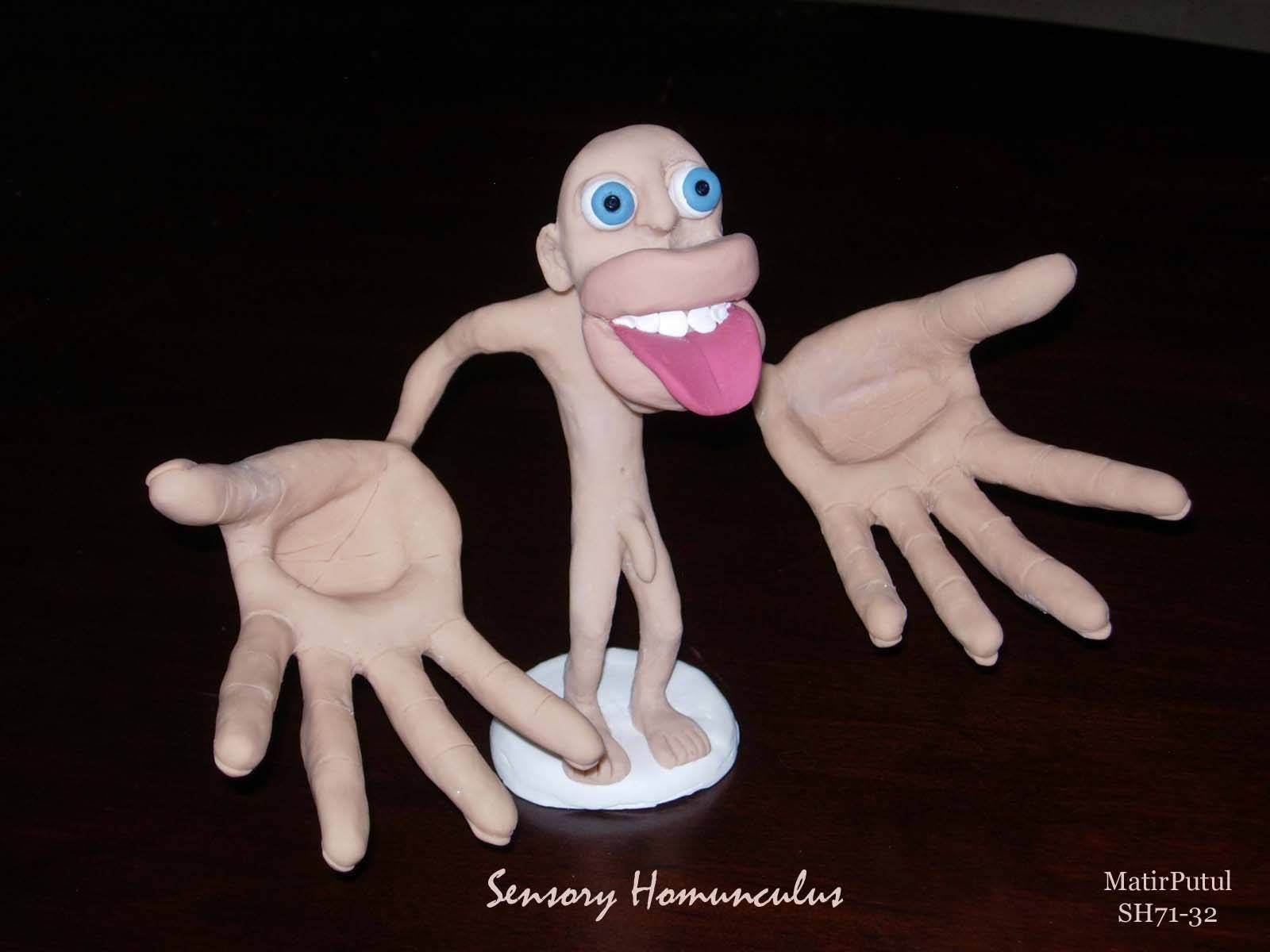 Sensory Homunculus model 6 Tall made to order | Etsy
