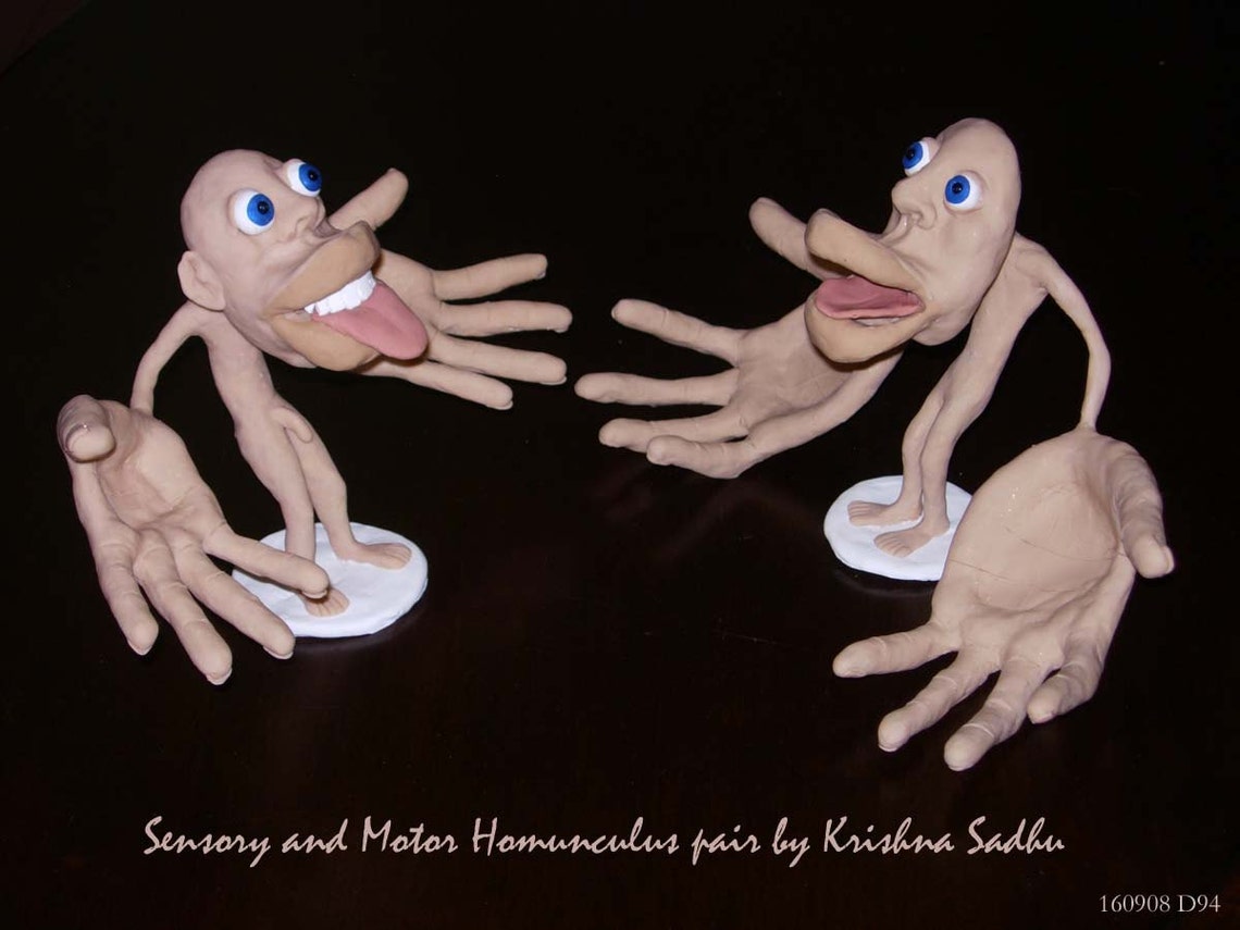 Motor and Sensory Homunculus Pair 6 tall Made to | Etsy