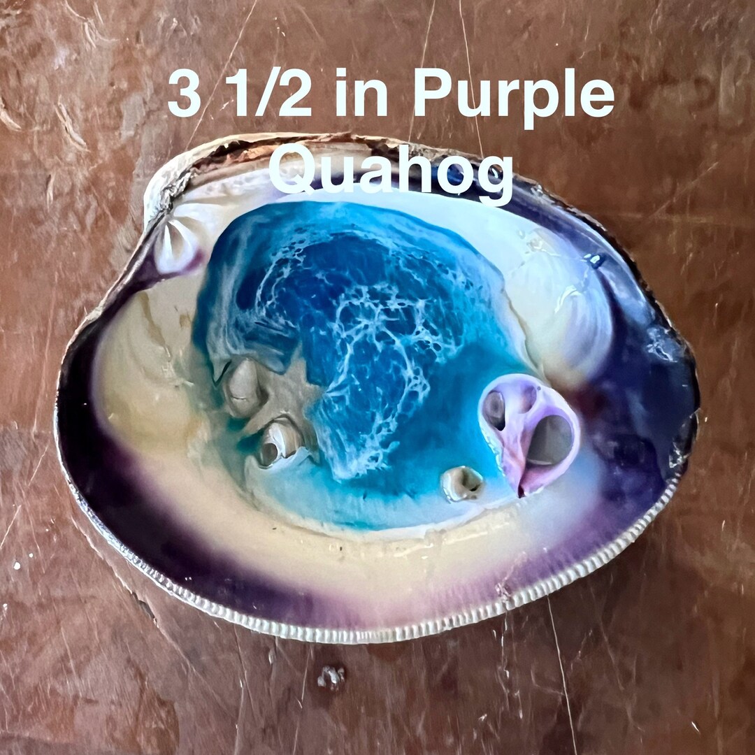 Abalone, Wampum Quahog Shell Ring Dishes. Decorated With Orchid Shells ...