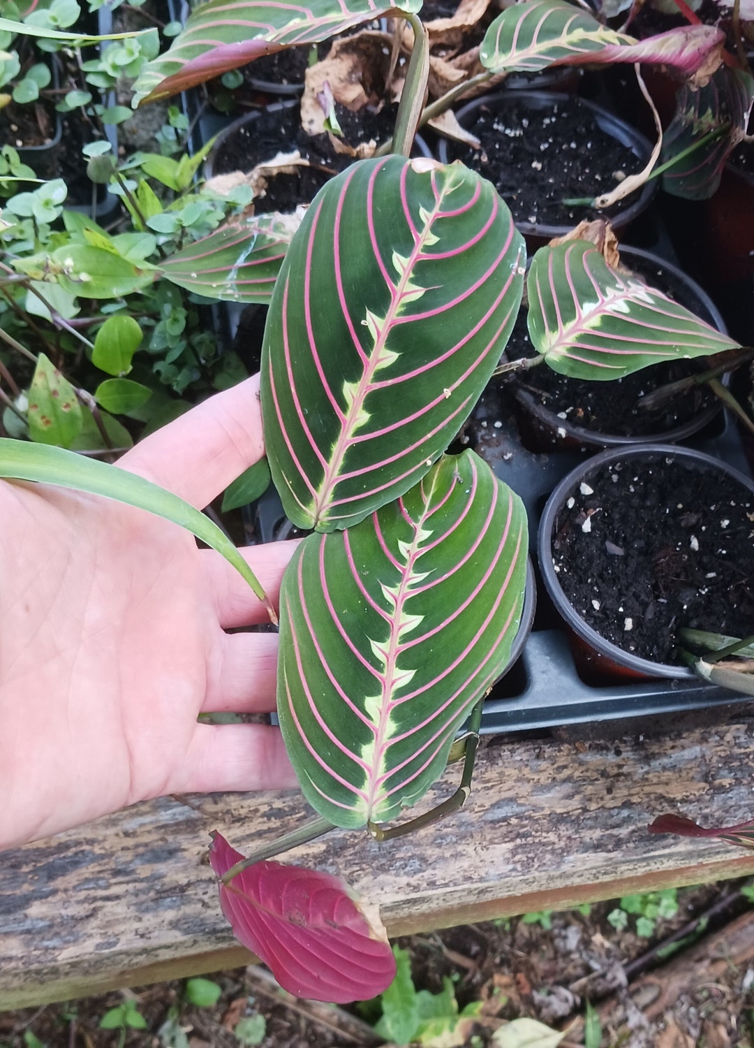 Red Maranta Prayer Plant - Etsy